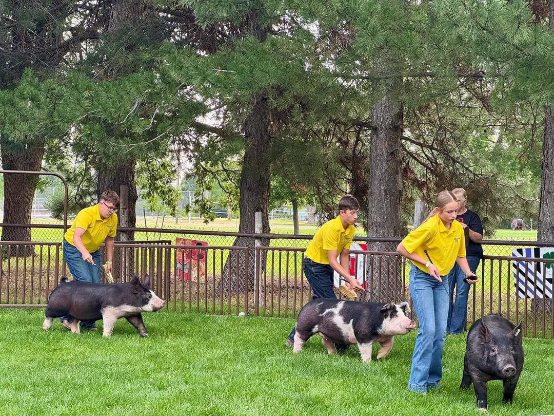 FFA, 4-H'ers showcase swine in Kimball-Banner County Fair Market Swine ...